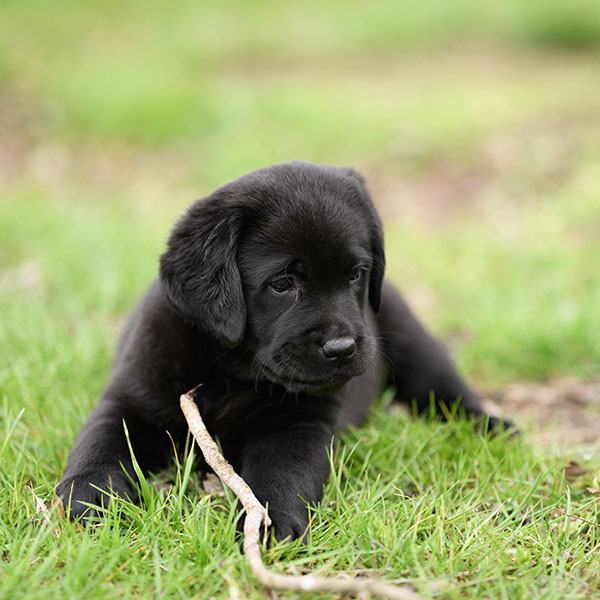 English Labrador Puppies for Sale in Tennessee